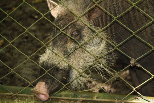 palawan bearded pig | dutchpickle