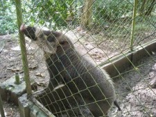 Palawan Bearded Pig | Philippines