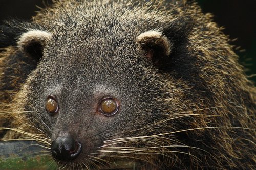 palawan bearcat binturong | dutchpickle
