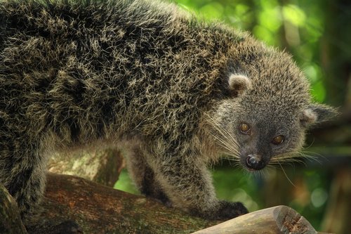 palawan bearcat binturong | dutchpickle