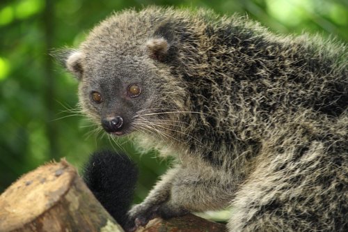 palawan bearcat or binturong in captivity | dutchpickle