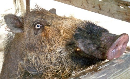 Palawan Bearded Pig | Philippines