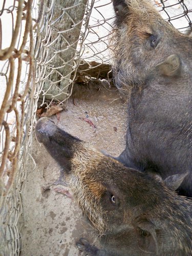 Palawan Bearded Pig | Philippines