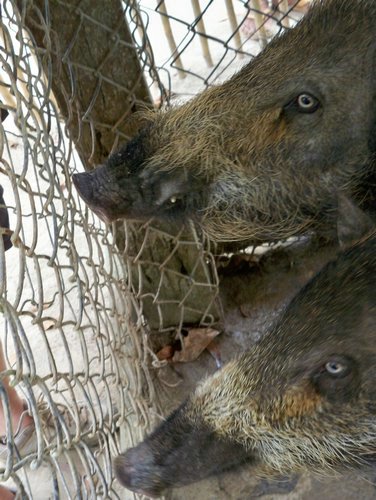 Palawan Bearded Pig | Philippines