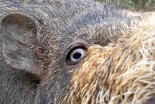 Palawan Bearded Pig | Philippines