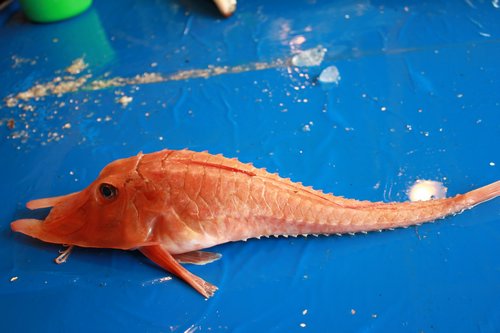 Angler catches bizarre mystery fish