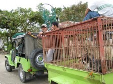 Sipalay dog catchers | Philippines