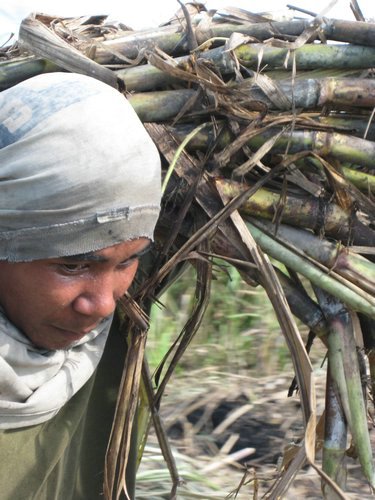 Sugar Cane – Negros Island | Philippines