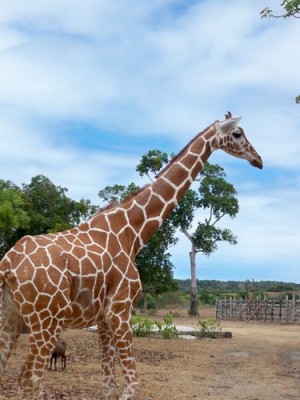 Safari Park Calauit Island Zebras and Giraffes | Philippines