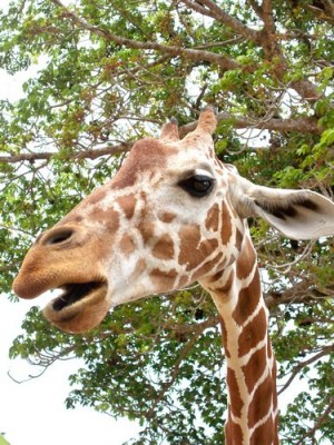 Safari Park Calauit Island Zebras and Giraffes | Philippines