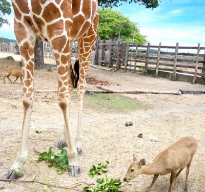 Safari Park Calauit Island Zebras and Giraffes | Philippines