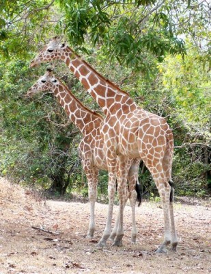 Safari Park Calauit Island Zebras and Giraffes | Philippines