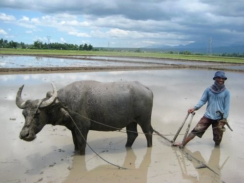 Farmer with carabao and plow | Philippines